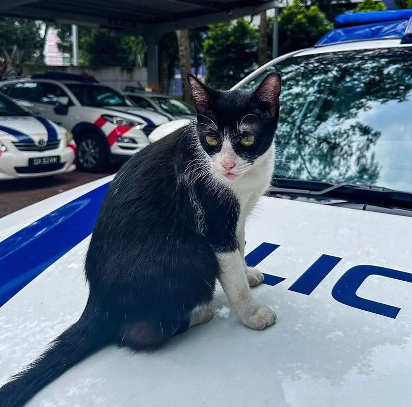 Jurong West police officer befriends Oreo, now police centre's 'in ...