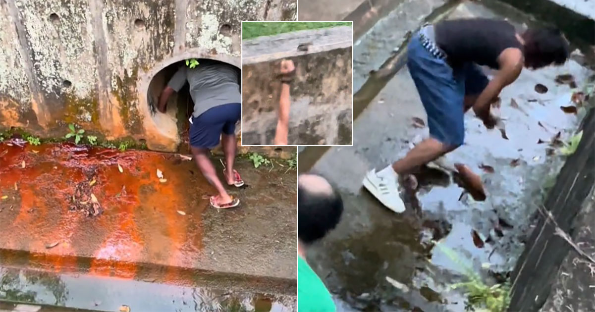 3 men enter Yishun canal to save chick - Mothership.SG - News from ...