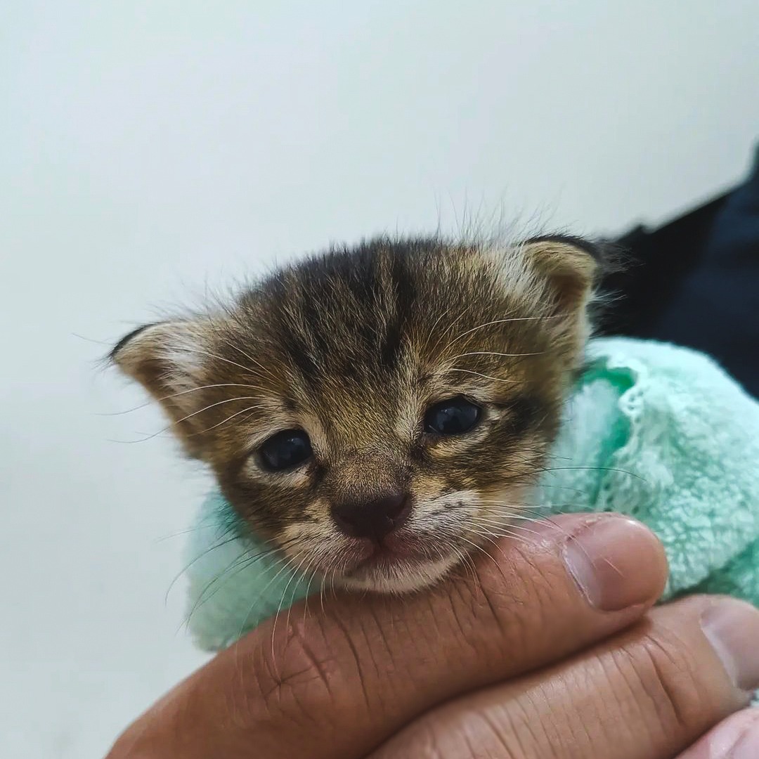 SPCA staff moonlights as 2-week-old kitten fosterer, takes care of her ...