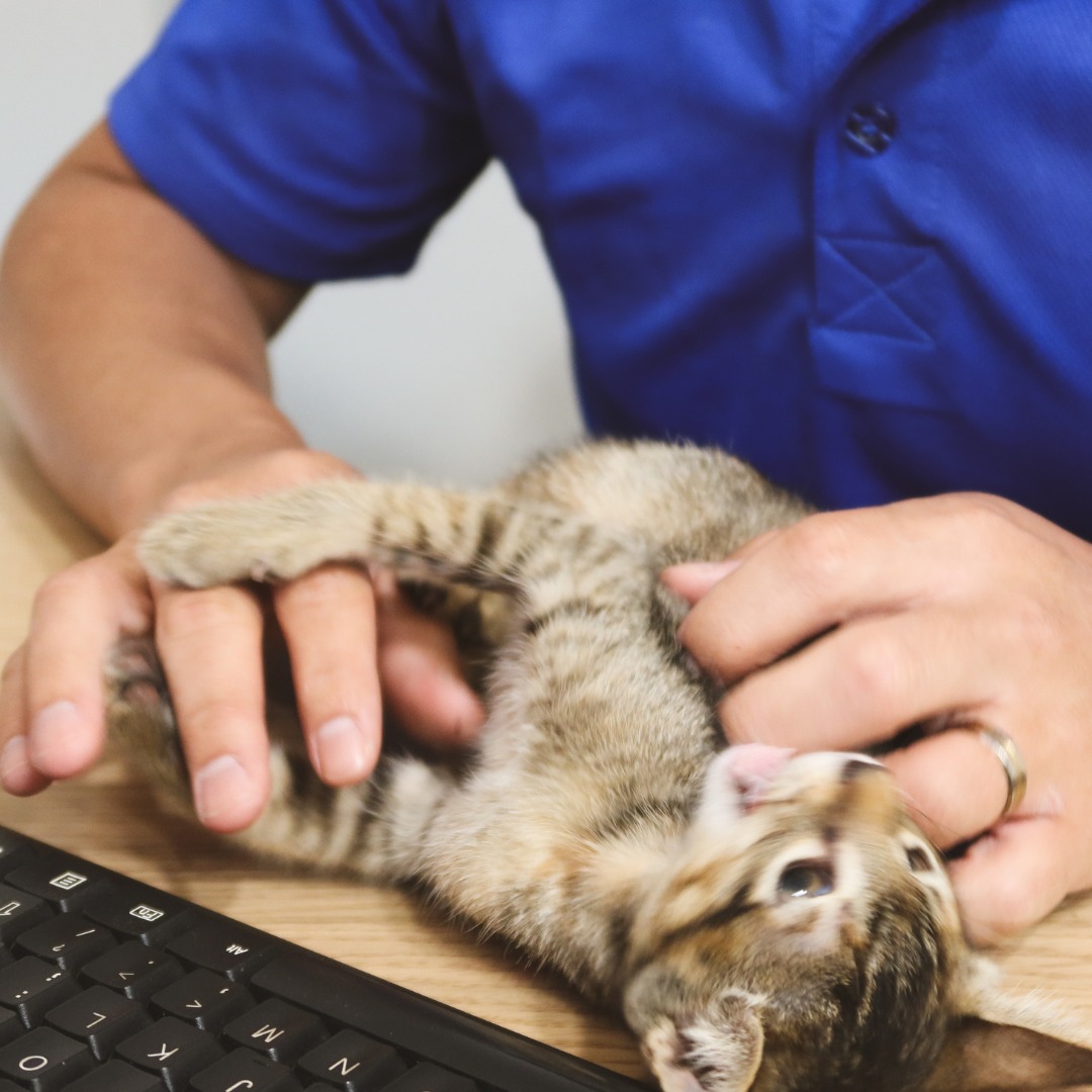 SPCA staff moonlights as 2-week-old kitten fosterer, takes care of her ...