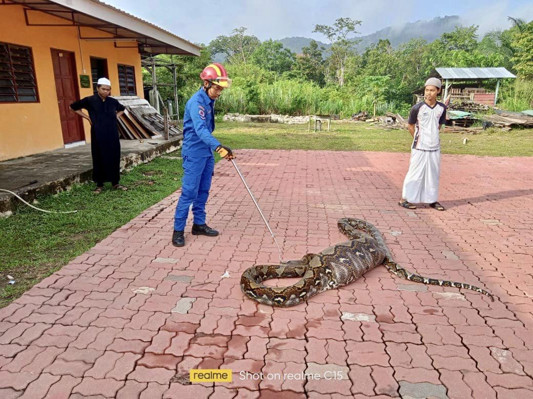 140kg 7m-long python caught in Kedah, M'sia after eating a goat ...