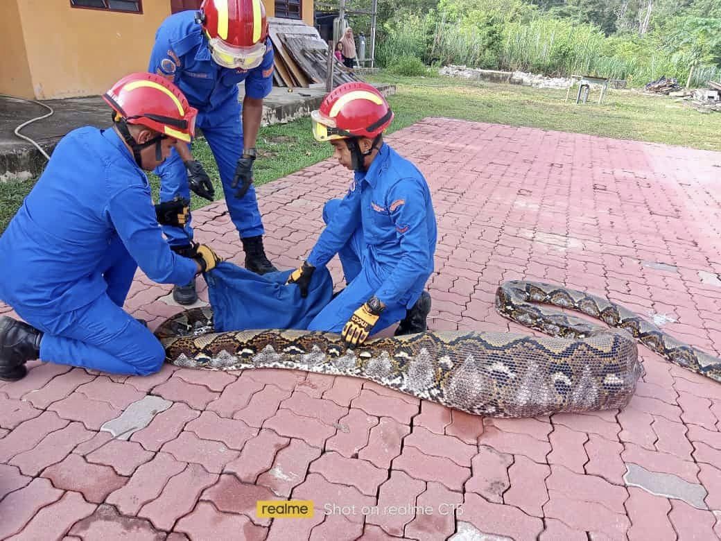 140kg 7m-long python caught in Kedah, M'sia after eating a goat ...