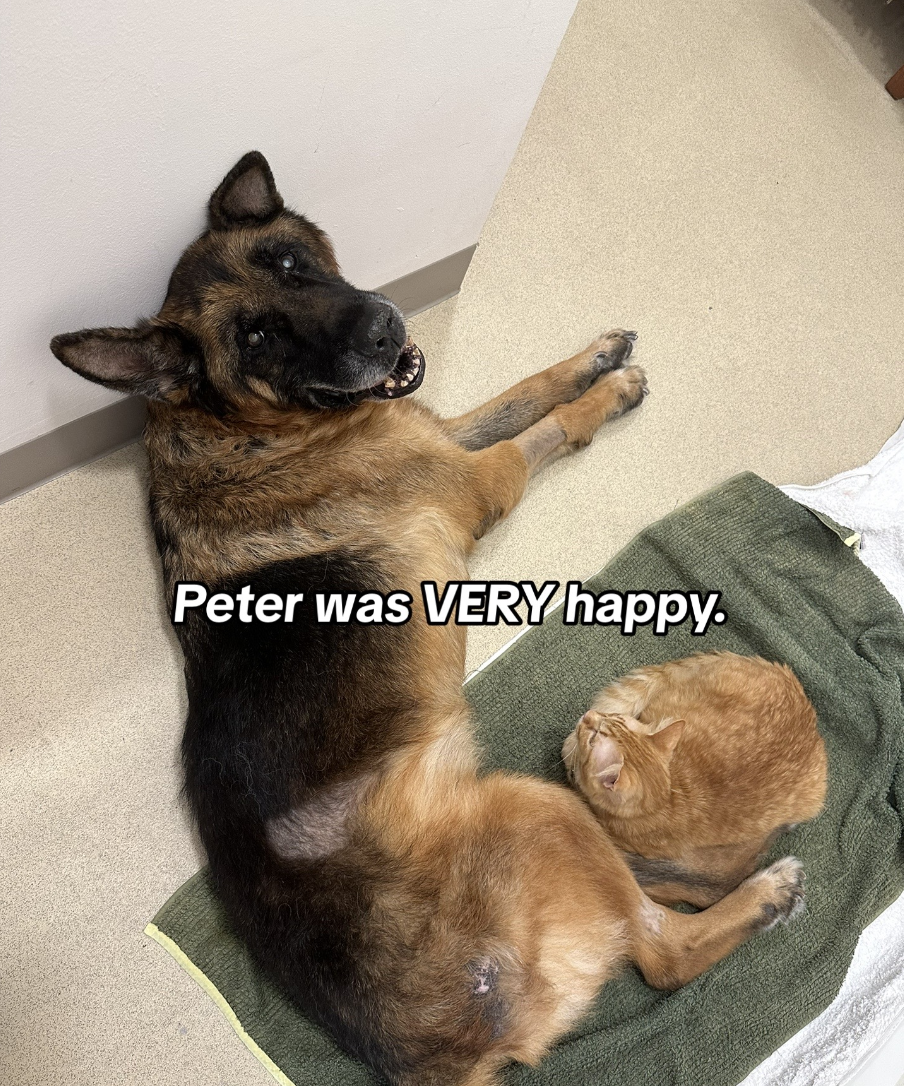 S'pore ex-police dog discovers cats exist, has ruff time trying to ...