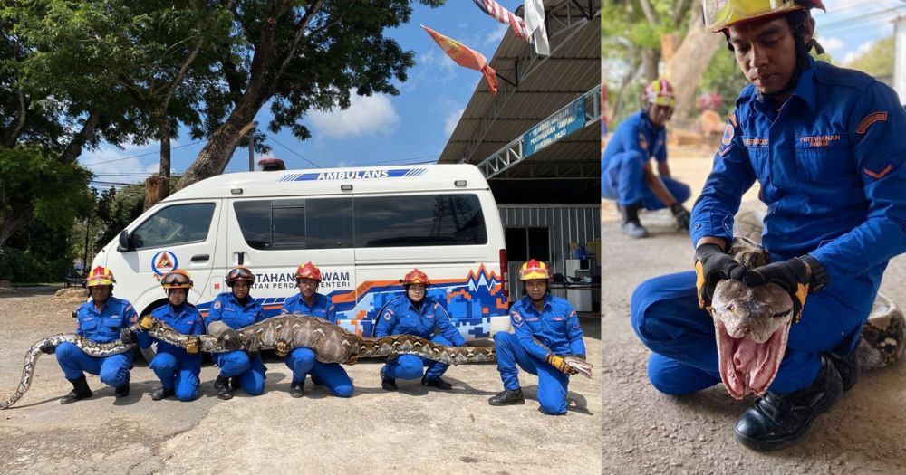 140kg 7m-long python caught in Kedah, M'sia after eating a goat ...