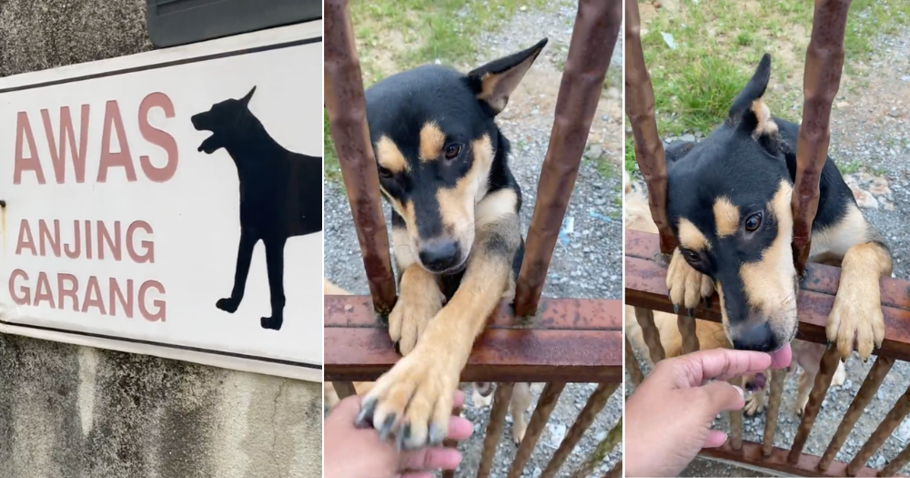 Gate sign warns M'sian about 'fierce dogs' but doggo greets her with ...