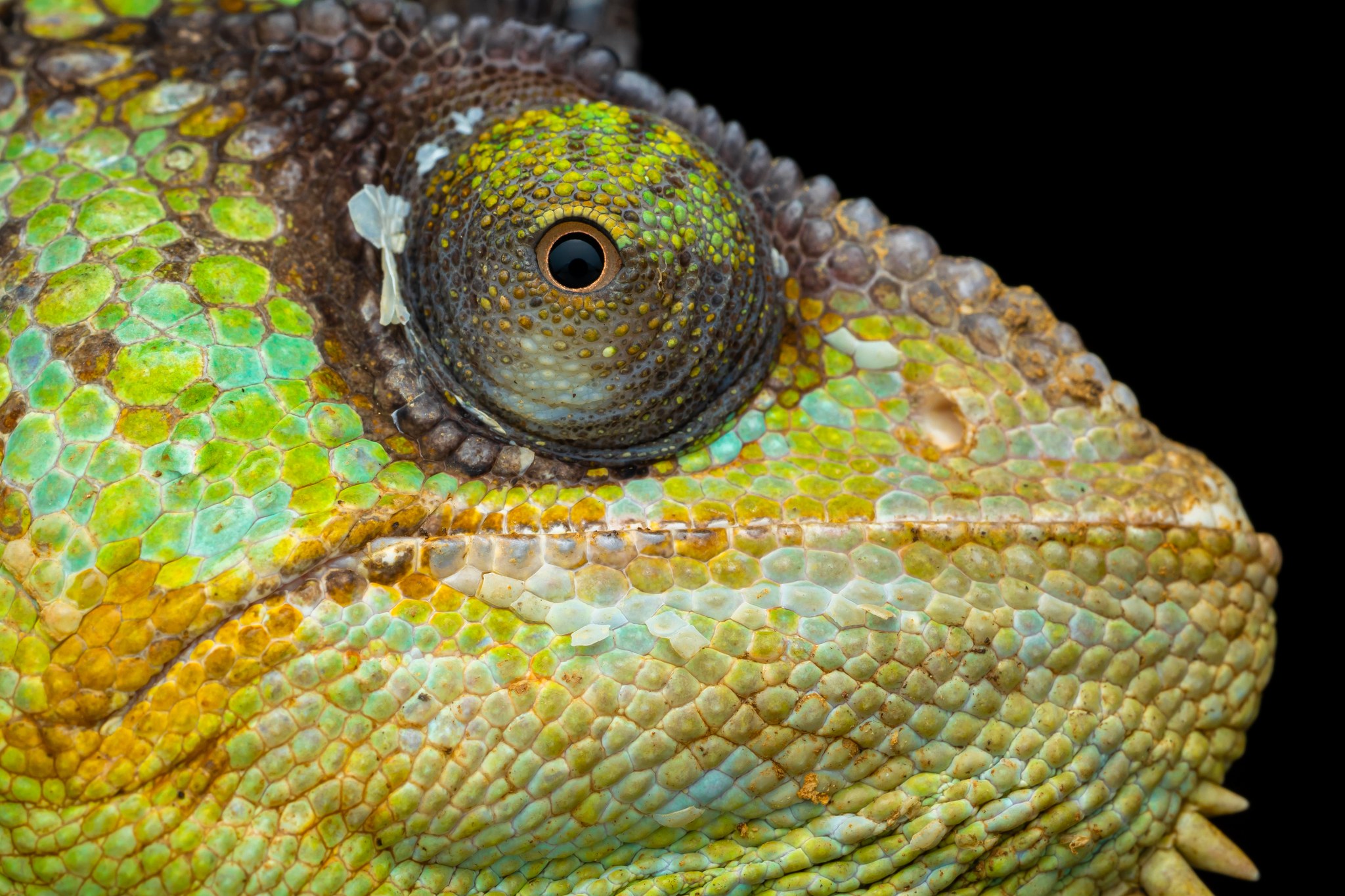 'Beautiful' chameleon spotted by photographers in S'pore nature park ...