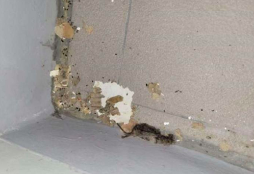 Dead mice in food prep area: Proofer Bakery fined S$3,000 for hygiene ...