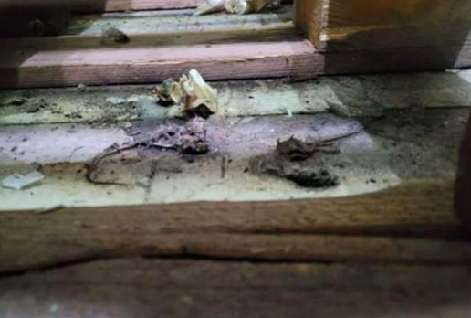 Dead mice in food prep area: Proofer Bakery fined S$3,000 for hygiene ...