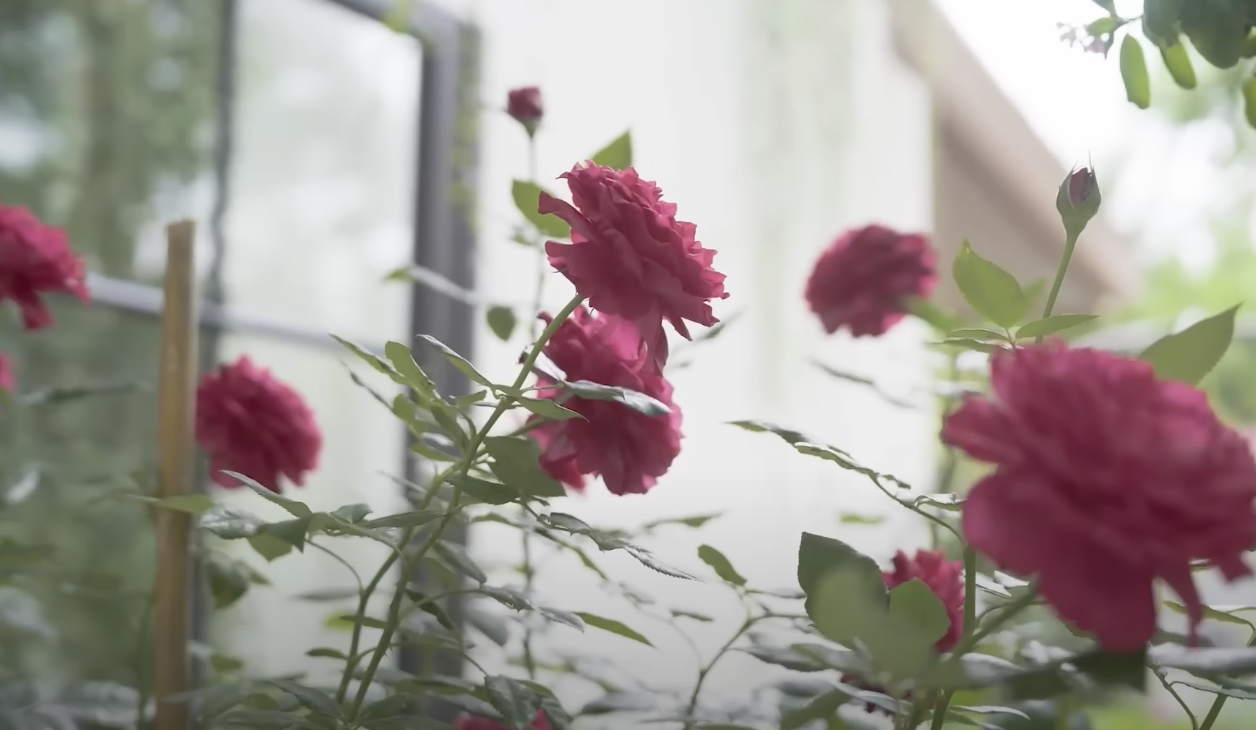 S'porean socialite Jamie Chua reveals Sentosa Cove home via house tour ...