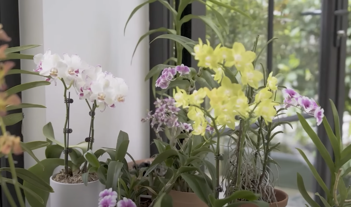 S'porean socialite Jamie Chua reveals Sentosa Cove home via house tour ...