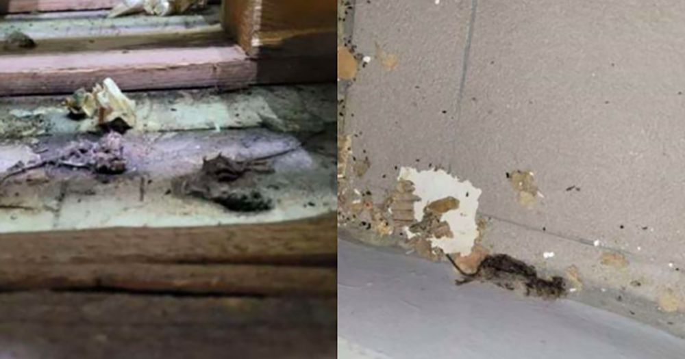 Dead mice in food prep area: Proofer Bakery fined S$3,000 for hygiene ...