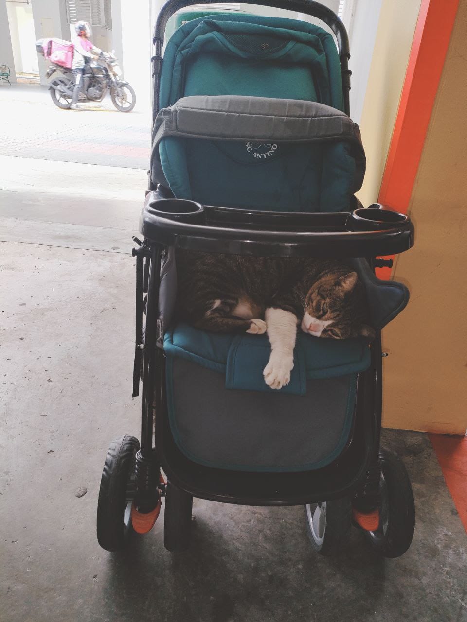 Super friendly Teban Gardens cat dies, residents grieve, share memories ...