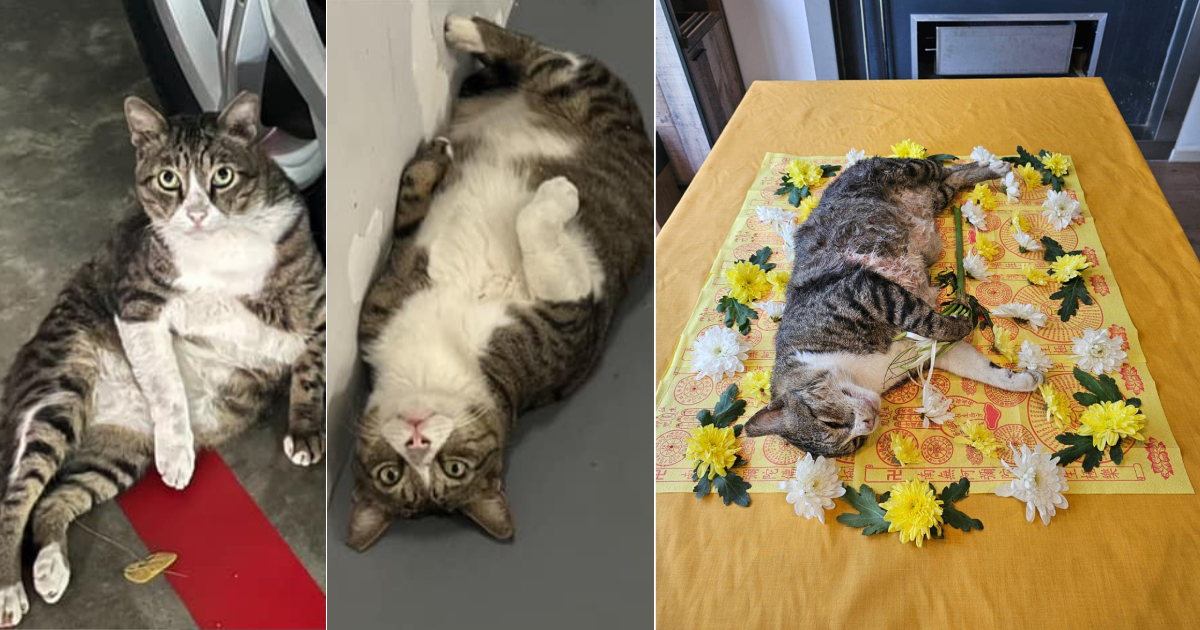 Super friendly Teban Gardens cat dies, residents grieve, share memories ...