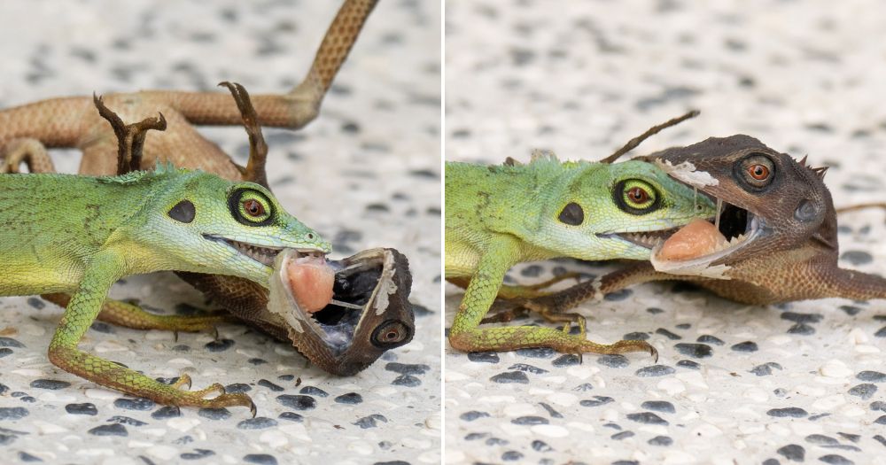 Photographer captures dramatic shots of 2 green crested lizards in ...