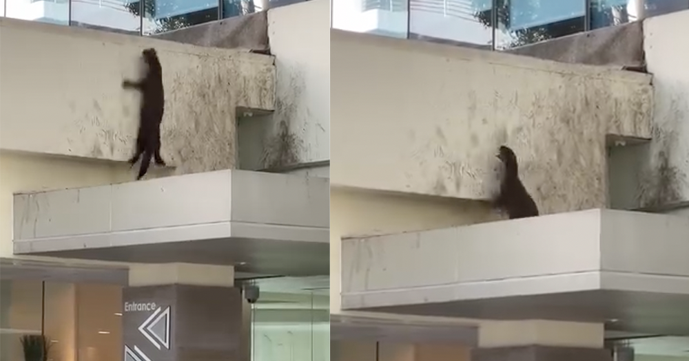 Panicky otter pup stuck on ledge outside Ngee Ann Polytechnic library ...