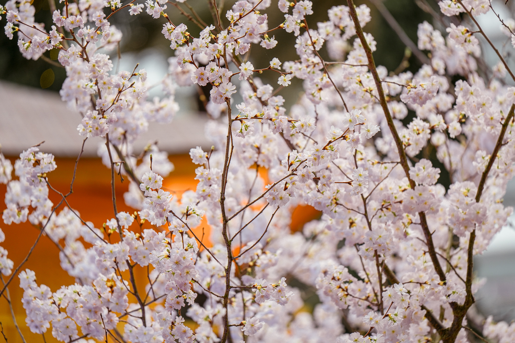Sakura display returns to Gardens by the Bay till Apr. 21 - Mothership ...