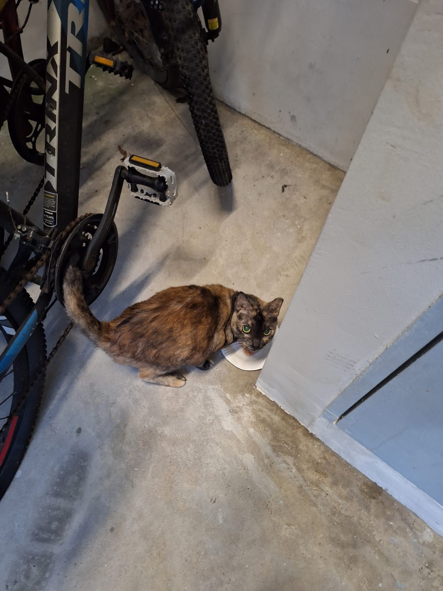 Boon Lay cat feeder, 63, given S$50 cash by Good Samaritan passing by ...