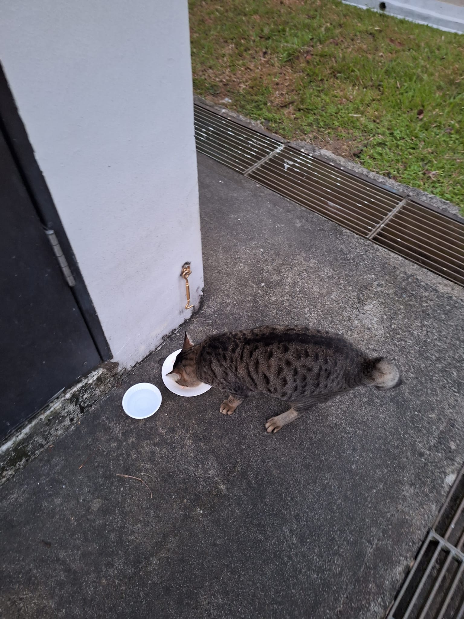 Boon Lay cat feeder, 63, given S$50 cash by Good Samaritan passing by ...