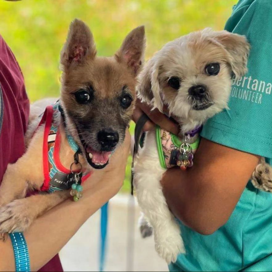 Pomeranian rescued from poop-caked enclosure in Bendemeer HDB flat now ...