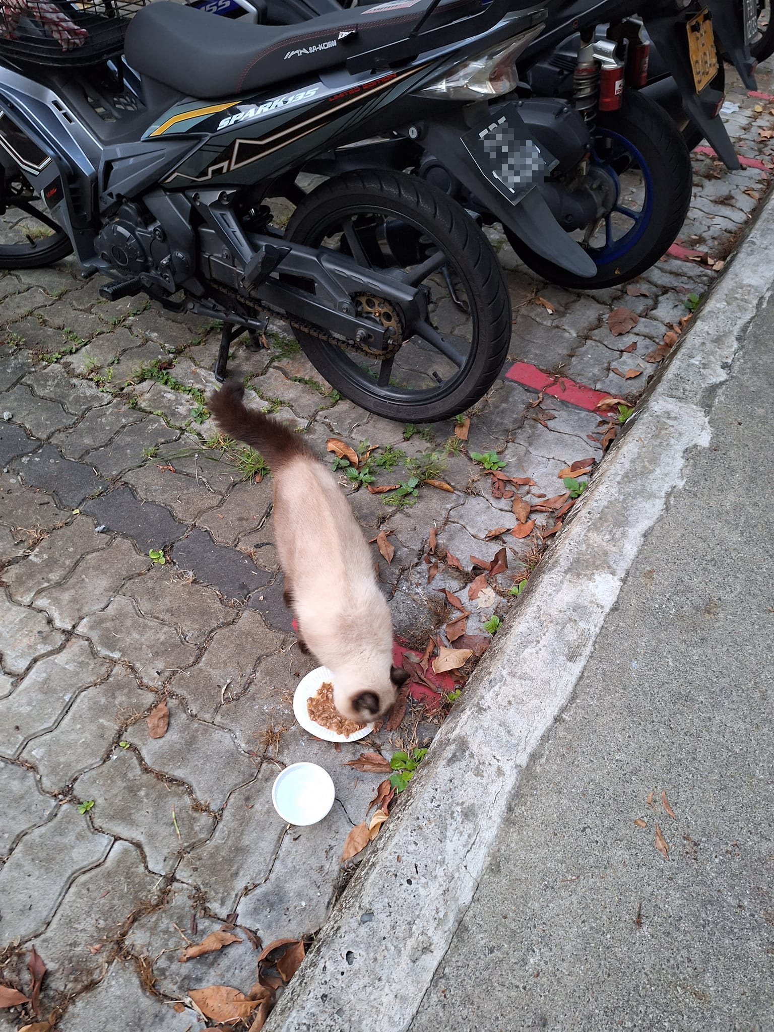 Boon Lay cat feeder, 63, given S$50 cash by Good Samaritan passing by ...
