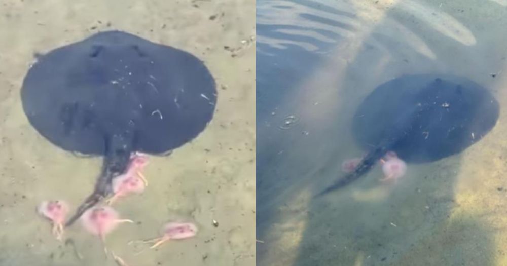 Stingray gives birth to translucent pink baby rays in S'pore reservoir - Mothership.SG - News ...