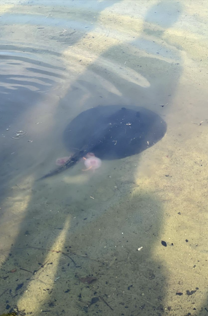 Stingray gives birth to translucent pink baby rays in S'pore reservoir ...
