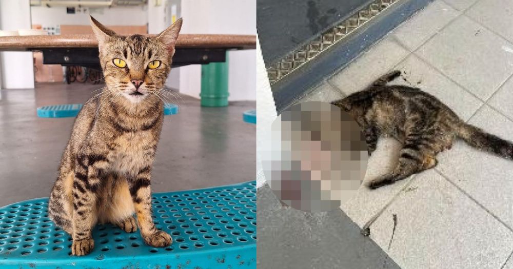 Serangoon community cat found dead at HDB void deck, feeders left ...