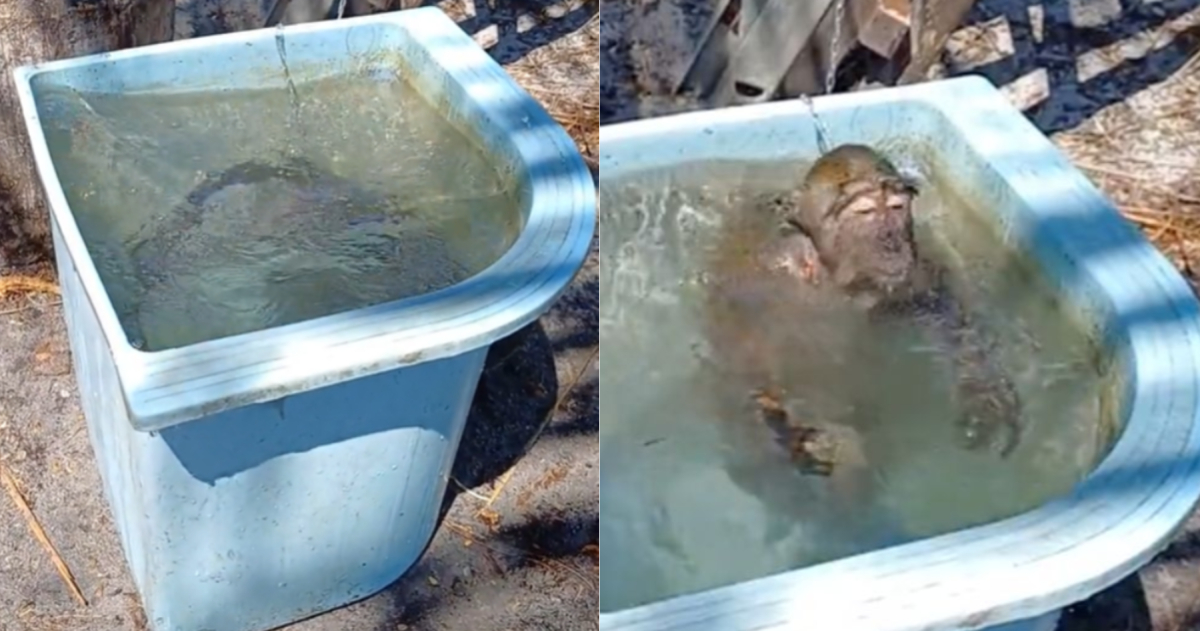 Monkey in M'sia swims in tub to cool off as weather gets hotter ...