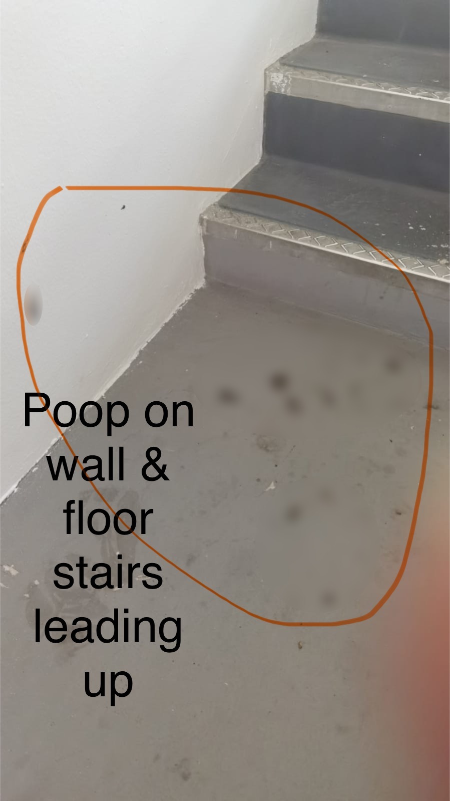 Serangoon community cat found dead at HDB void deck, feeders left ...