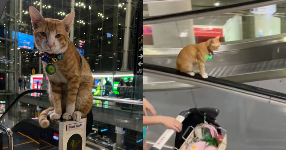Cat Thai Siamese Cat Review: New Thai Cafe That Took Over Some Tuk Tuk