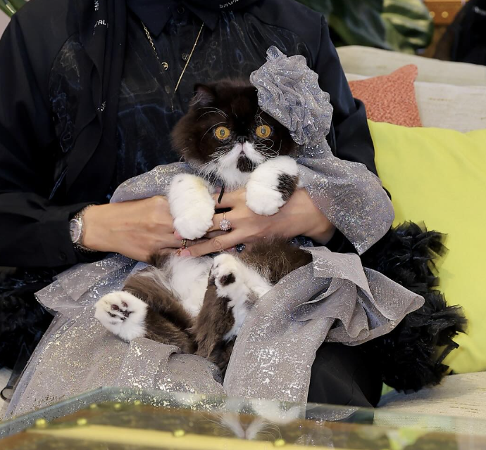 M'sian couple celebrates cat's birthday in LV store, dresses pet in ...