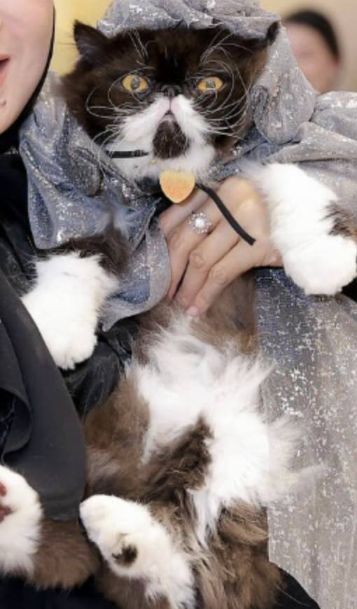 M'sian couple celebrates cat's birthday in LV store, dresses pet in ...