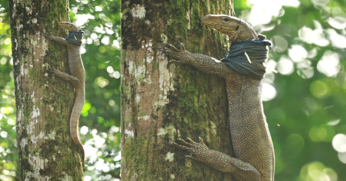 Have you seen this preppy-looking lizard wearing a scarf in S'pore ...