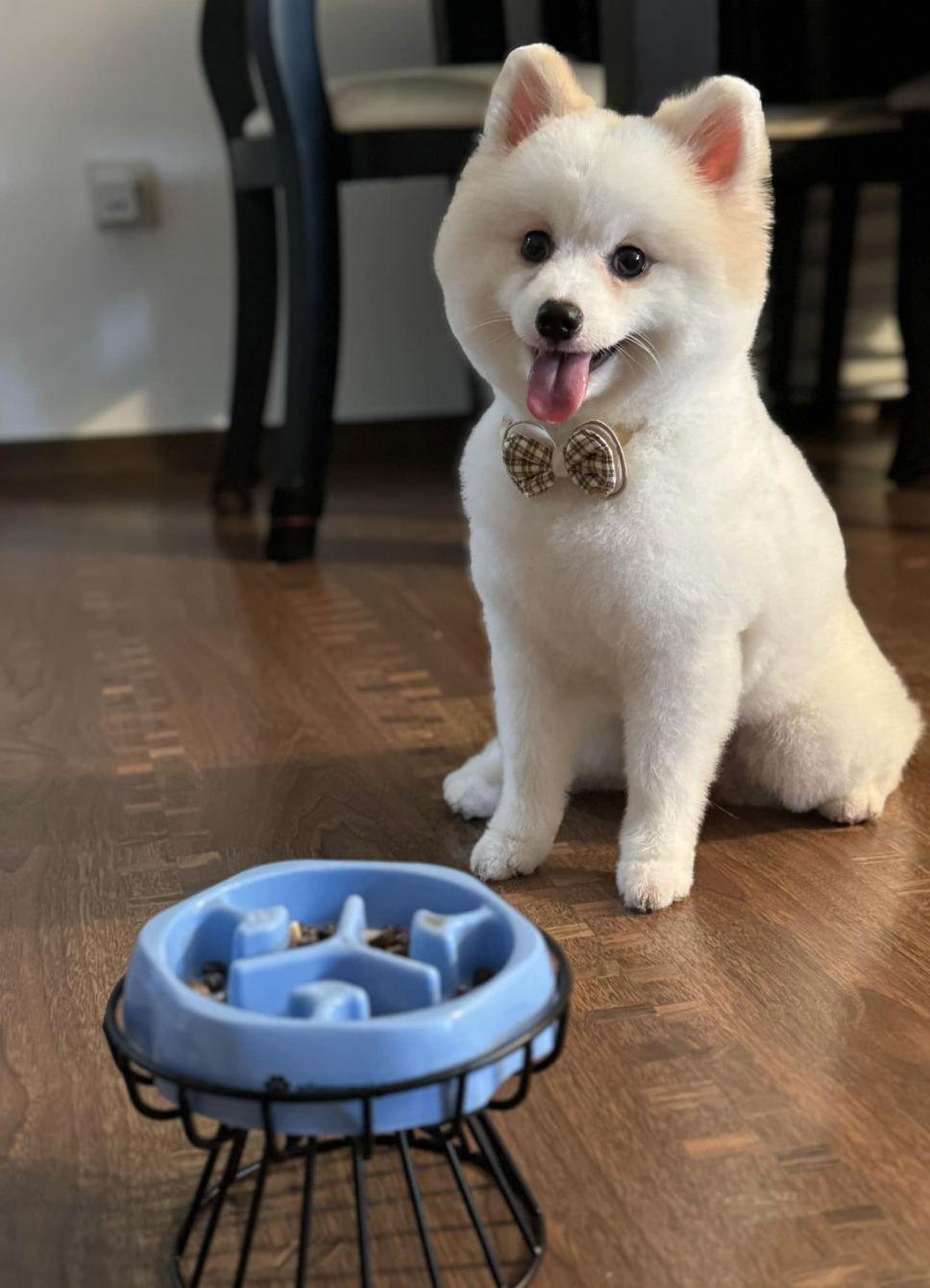 Pomeranian puppy goes missing at Sembawang, owner offering S$1,800 for ...