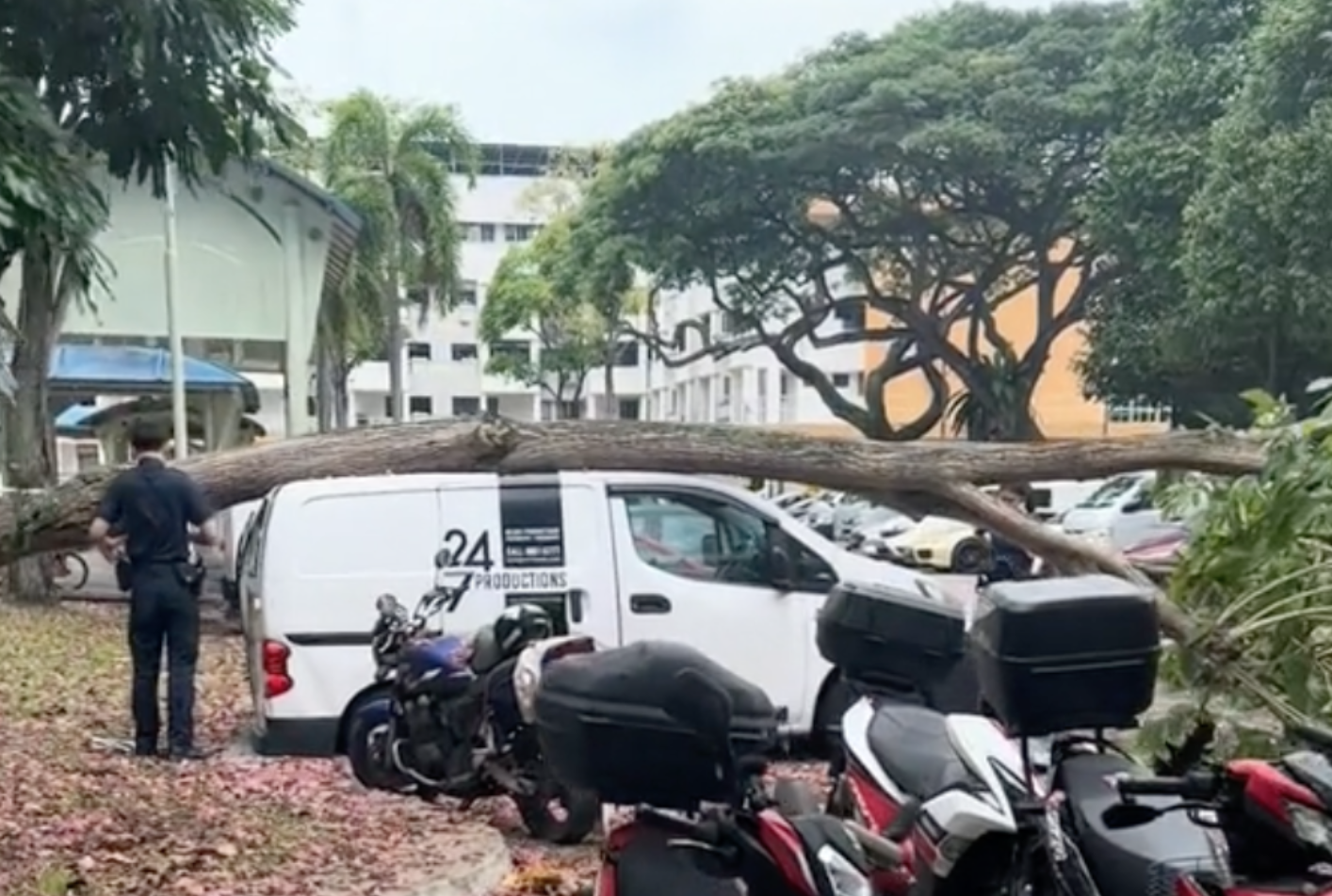 5-storey-tall tree splits & smashes parked van at Kallang Bahru HDB car ...