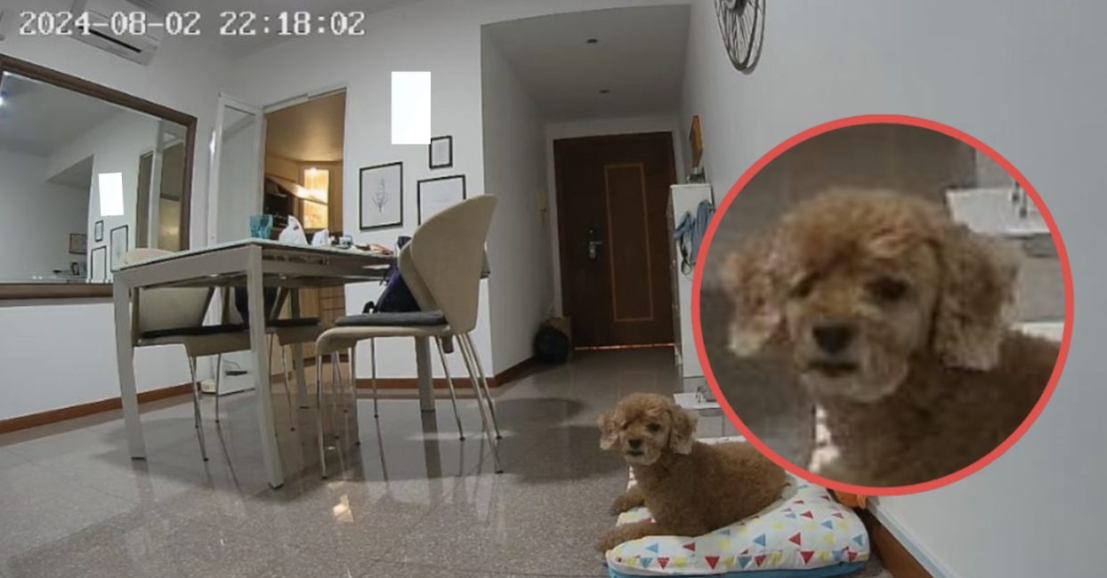 I spied on my dog when she was home alone with cameras. She’s weirder ...