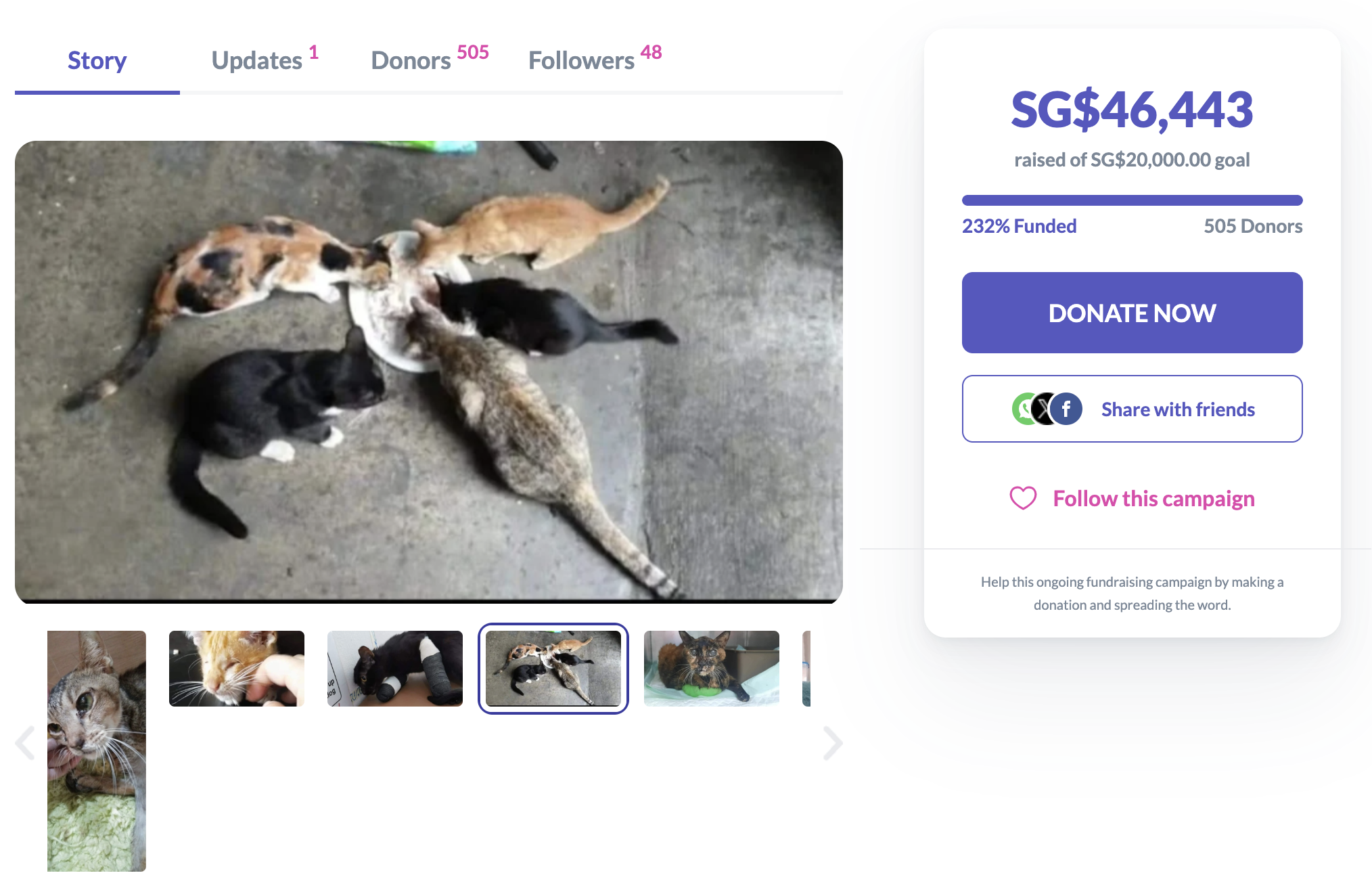 S'pore cat sanctuary raises S$40,000 in 1 day for over 80 sick, injured ...