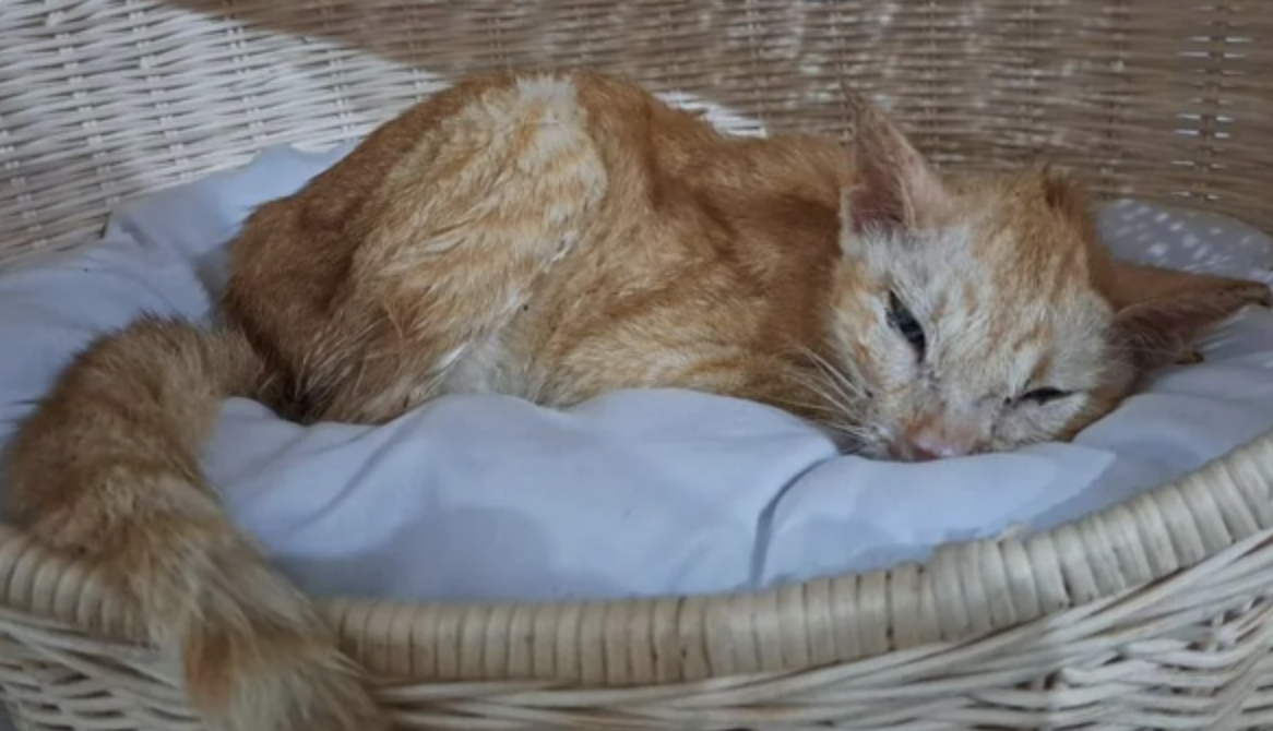 S'pore cat sanctuary raises S$40,000 in 1 day for over 80 sick, injured ...