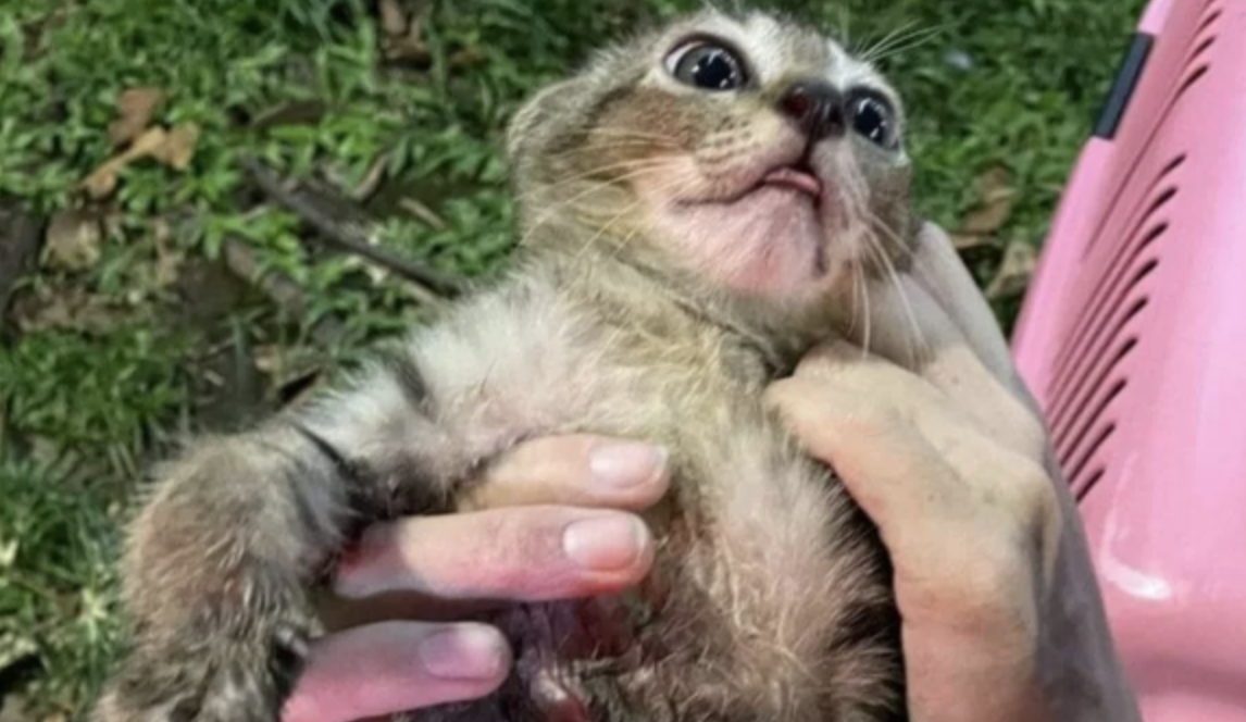 S'pore cat sanctuary raises S$40,000 in 1 day for over 80 sick, injured ...