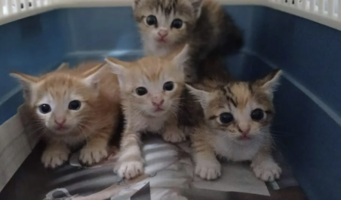 S'pore cat sanctuary raises S$40,000 in 1 day for over 80 sick, injured ...