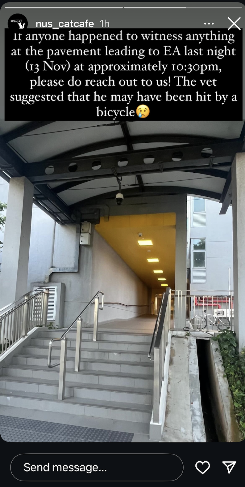 Community cat found 'badly injured' at NUS, student organisation ...