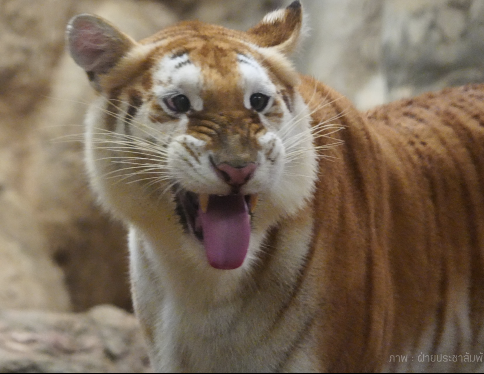 Pretty tigers with non-threatening look at Thailand zoo win hearts ...