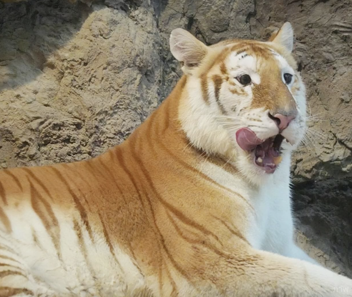 Pretty tigers with non-threatening look at Thailand zoo win hearts ...