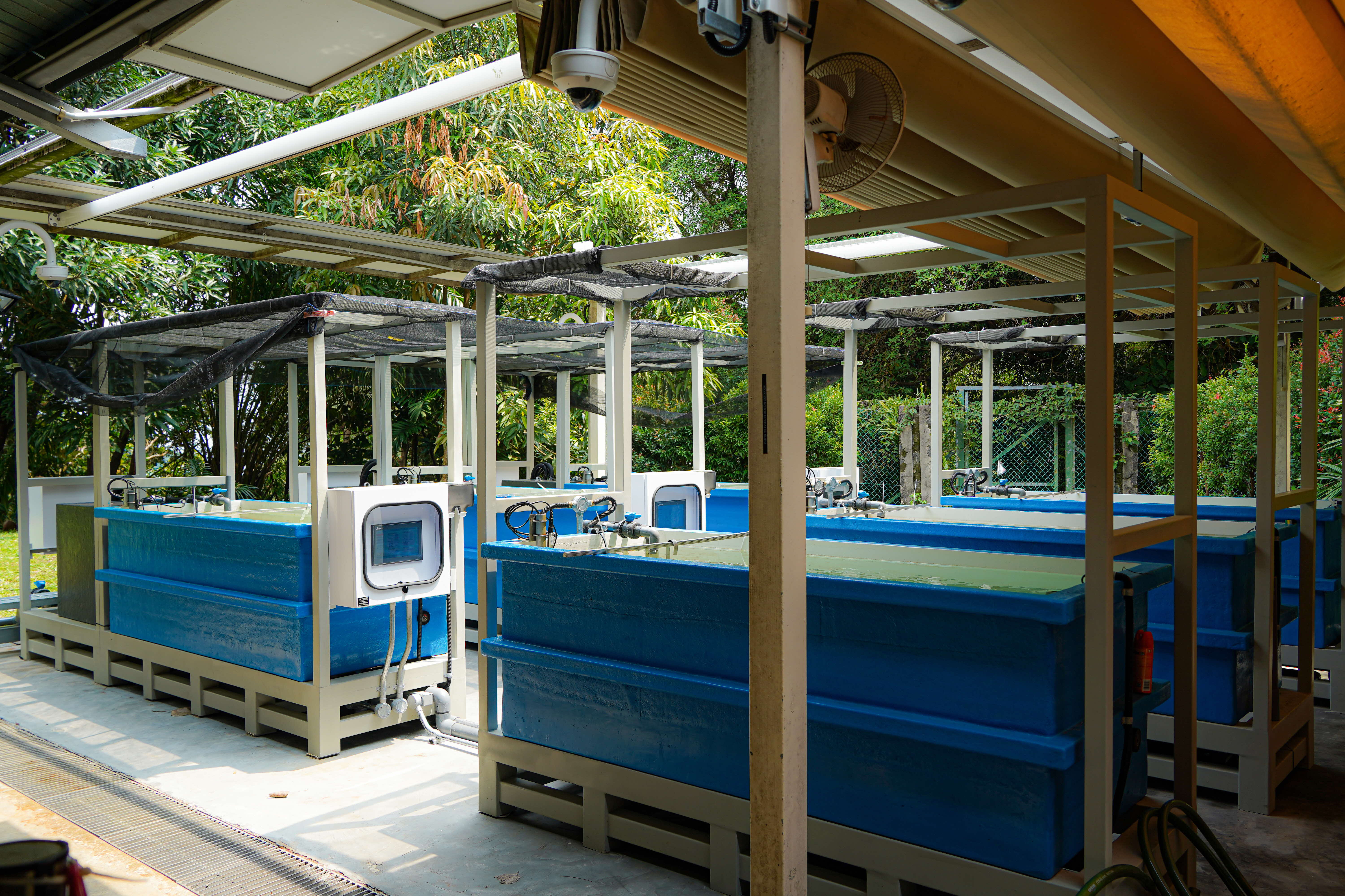 S'pore aims to plant 100,000 corals in its waters for most extensive ...