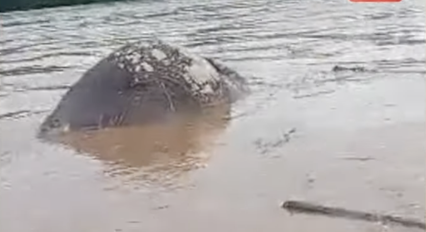 Wild elephant in M'sia suspected to have drowned in river due to severe ...
