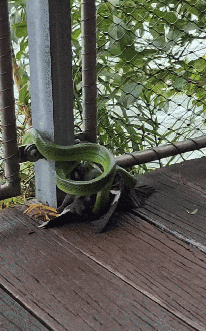 Snake devours mynah along newly opened public boardwalk at Mandai Wildlife Reserve - Mothership ...