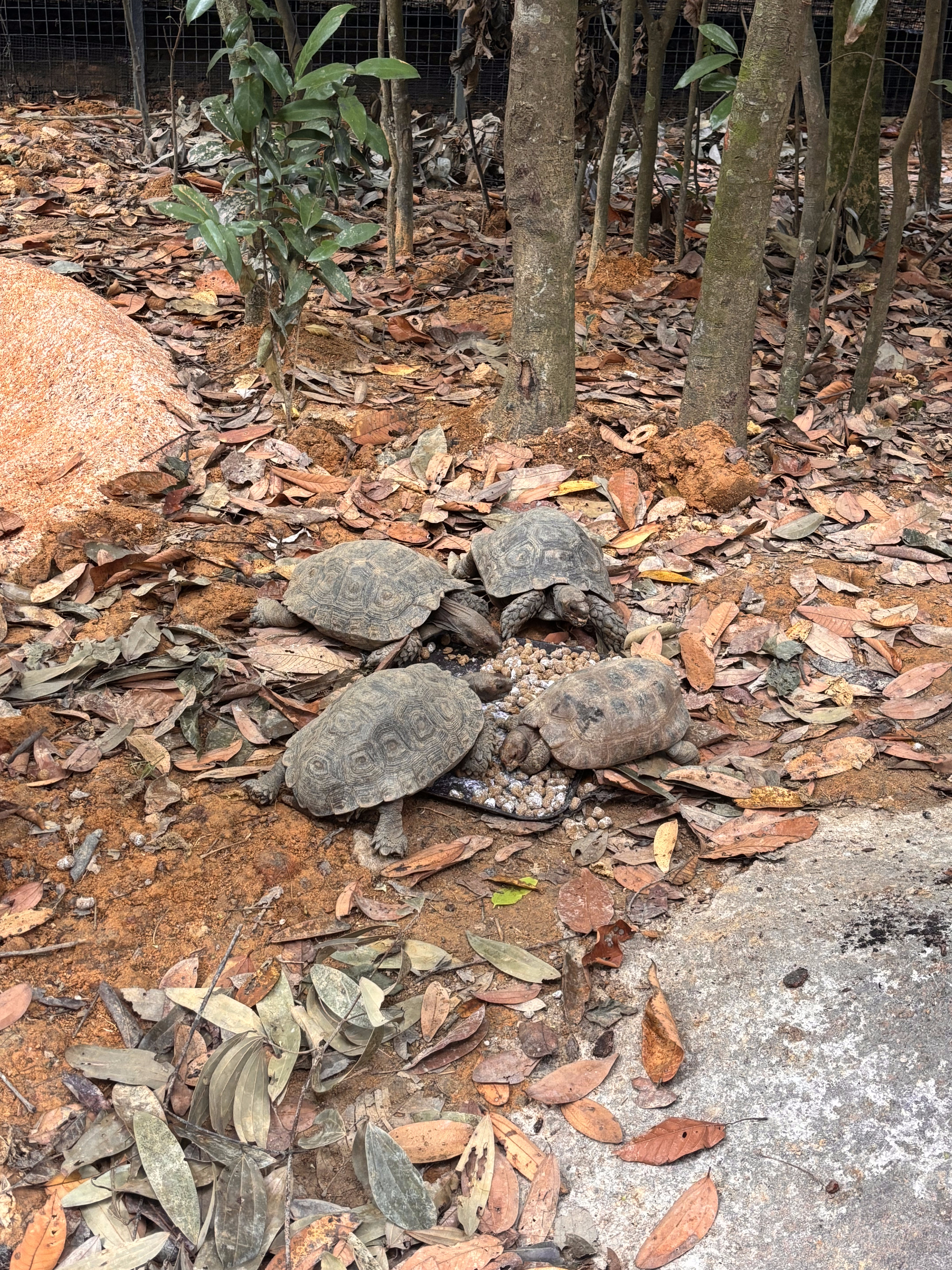 First look: New Rainforest Wild Asia has forest trails, stream ...