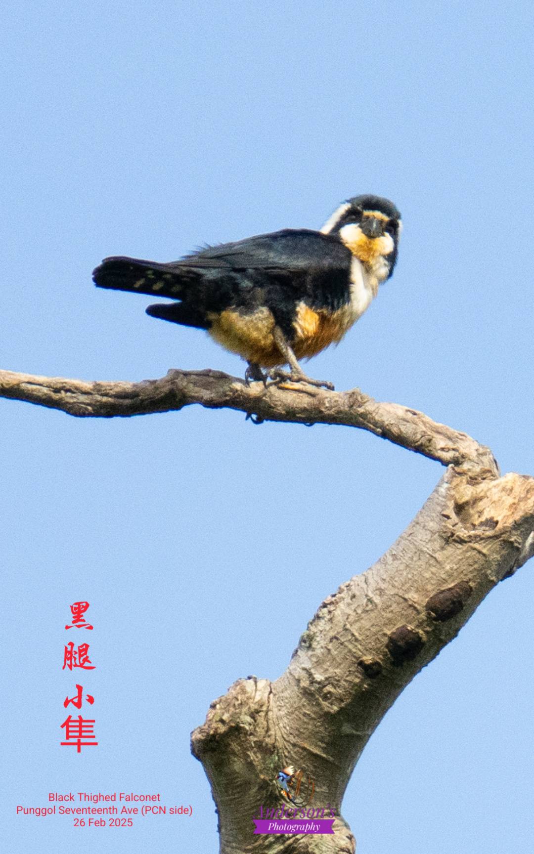 S'pore visited by tiny but adorable predator, the very rare black ...