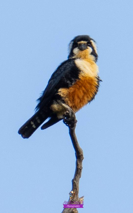 S'pore visited by tiny but adorable predator, the very rare black ...