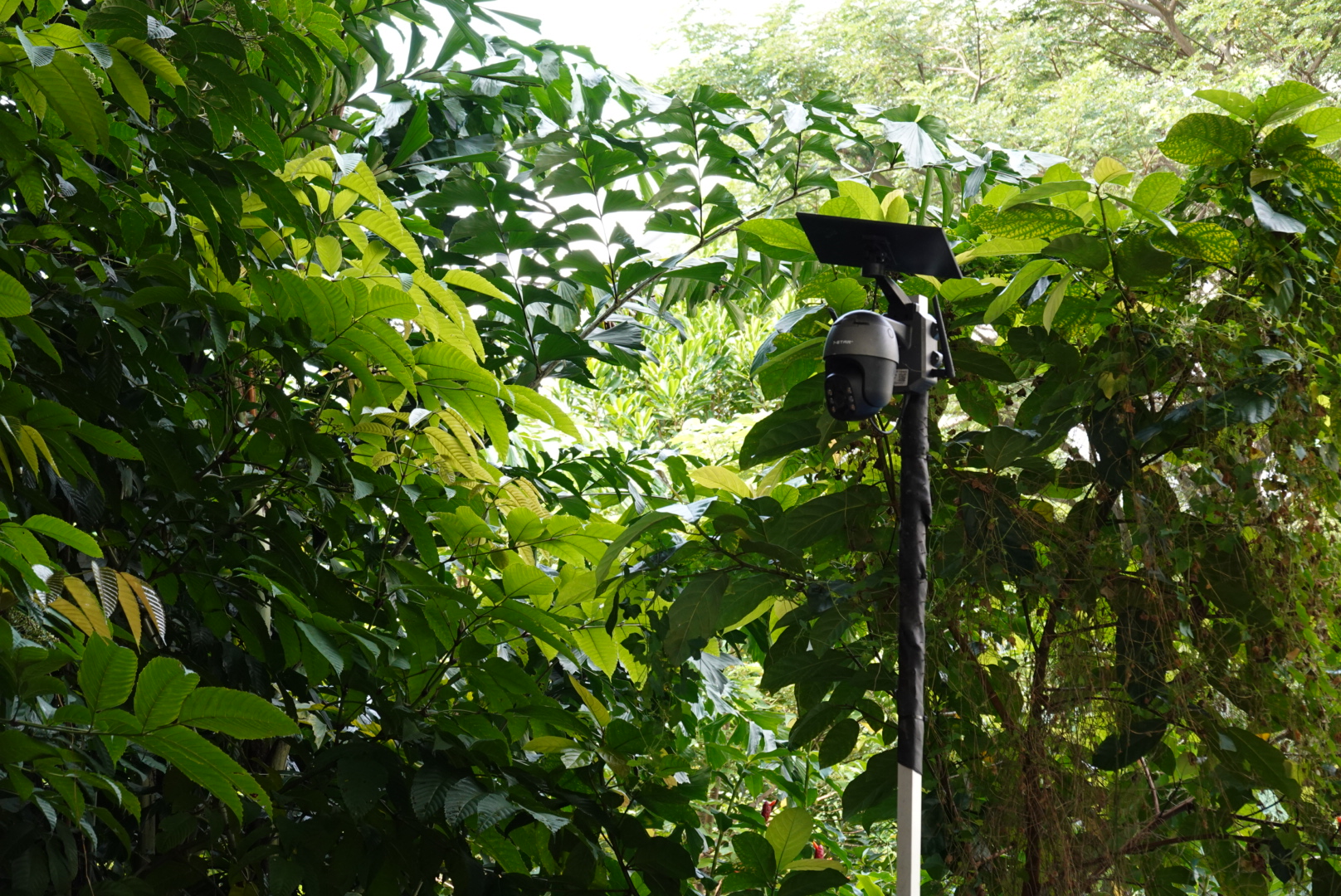 Over 60 reports made regarding territorial behaviour from Bidadari dogs ...